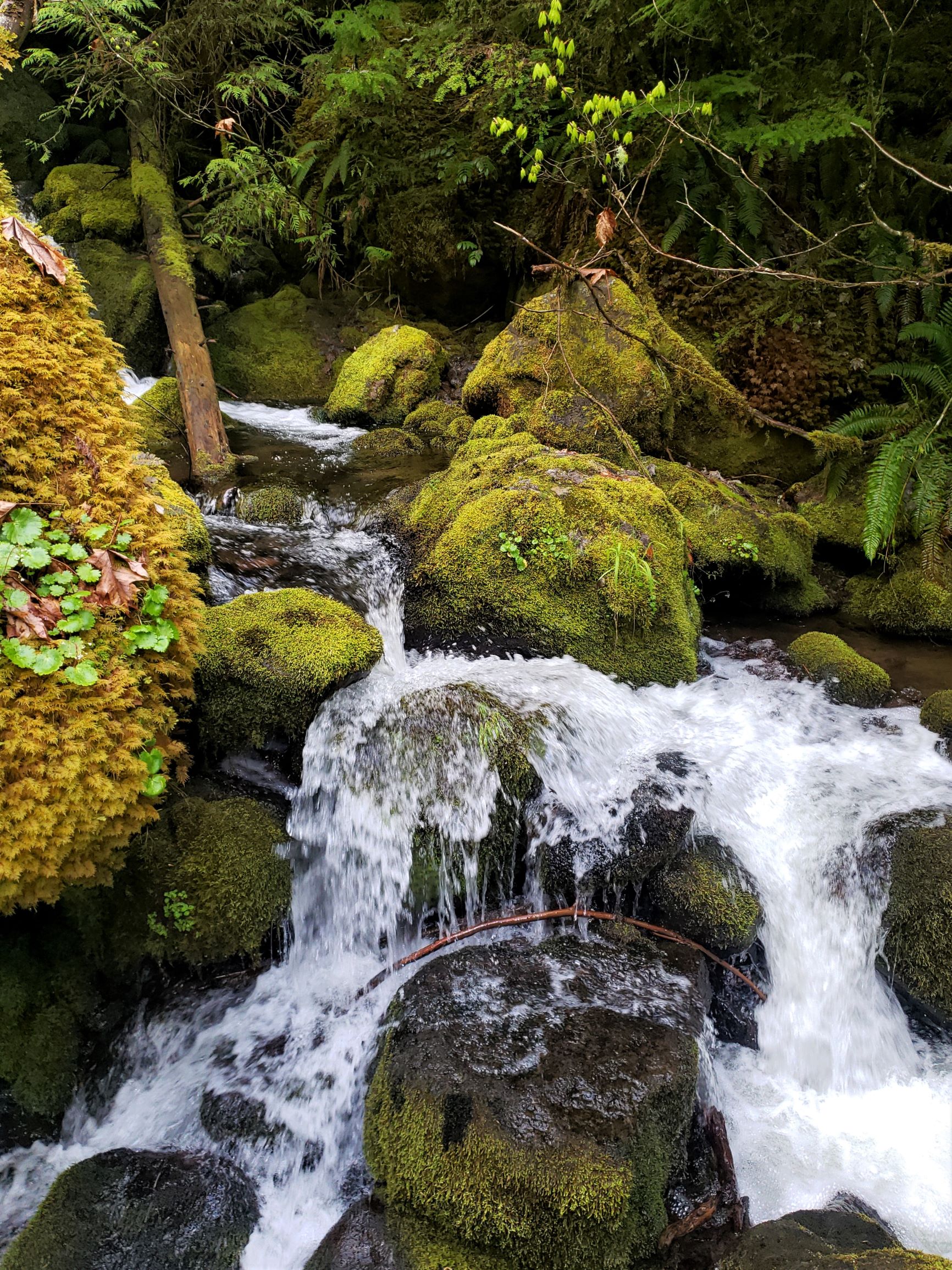 Watson Falls - Exploring with Alice